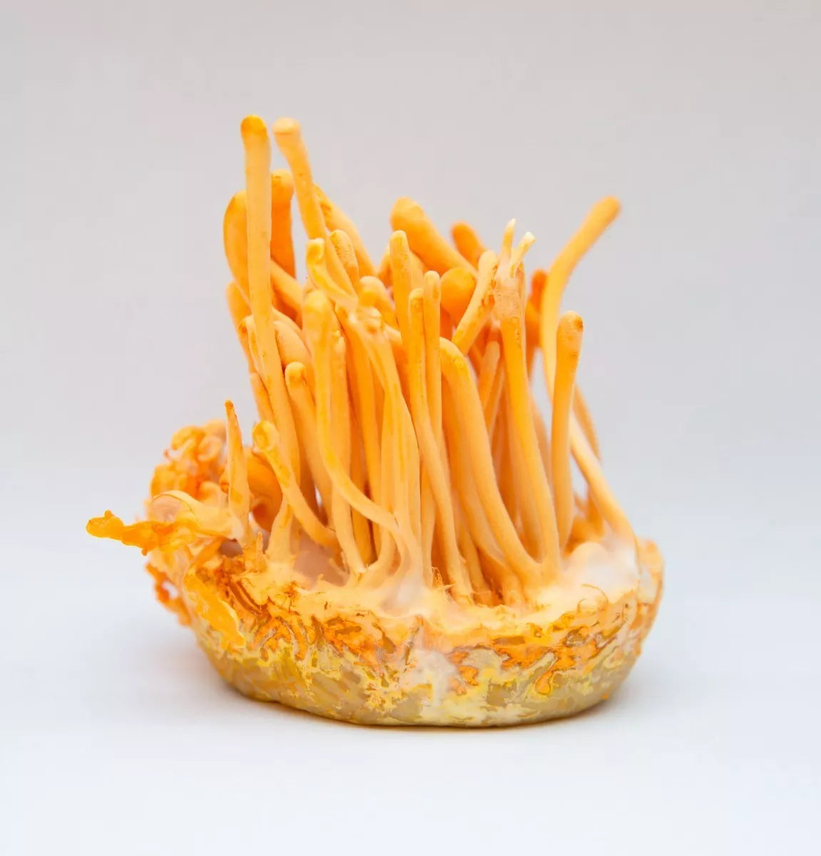 Descubre los beneficios científicamente comprobados de los cordyceps – Mindmedsmx