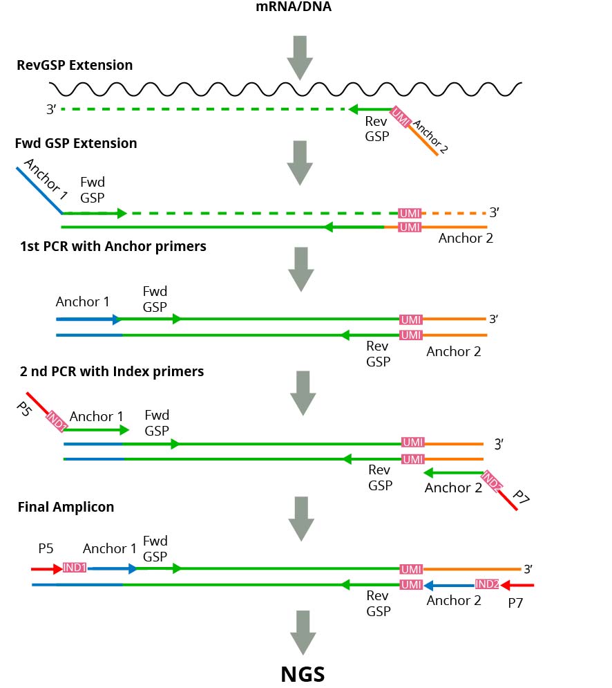 DriverMap Adaptive Immune Receptor (AIR) TCR-BCR Profiling - Cellecta DriverMap Adaptive Immune Receptor (AIR) TCR-BCR Profiling - Cellecta