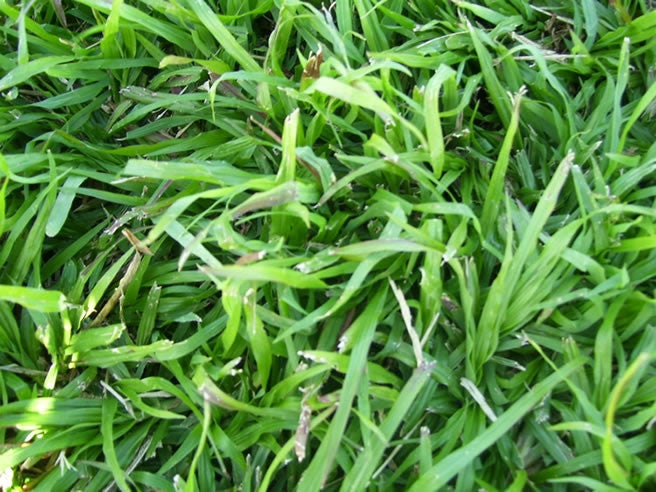 Lm Berea Lawn Grass Seed Seeds For Africa