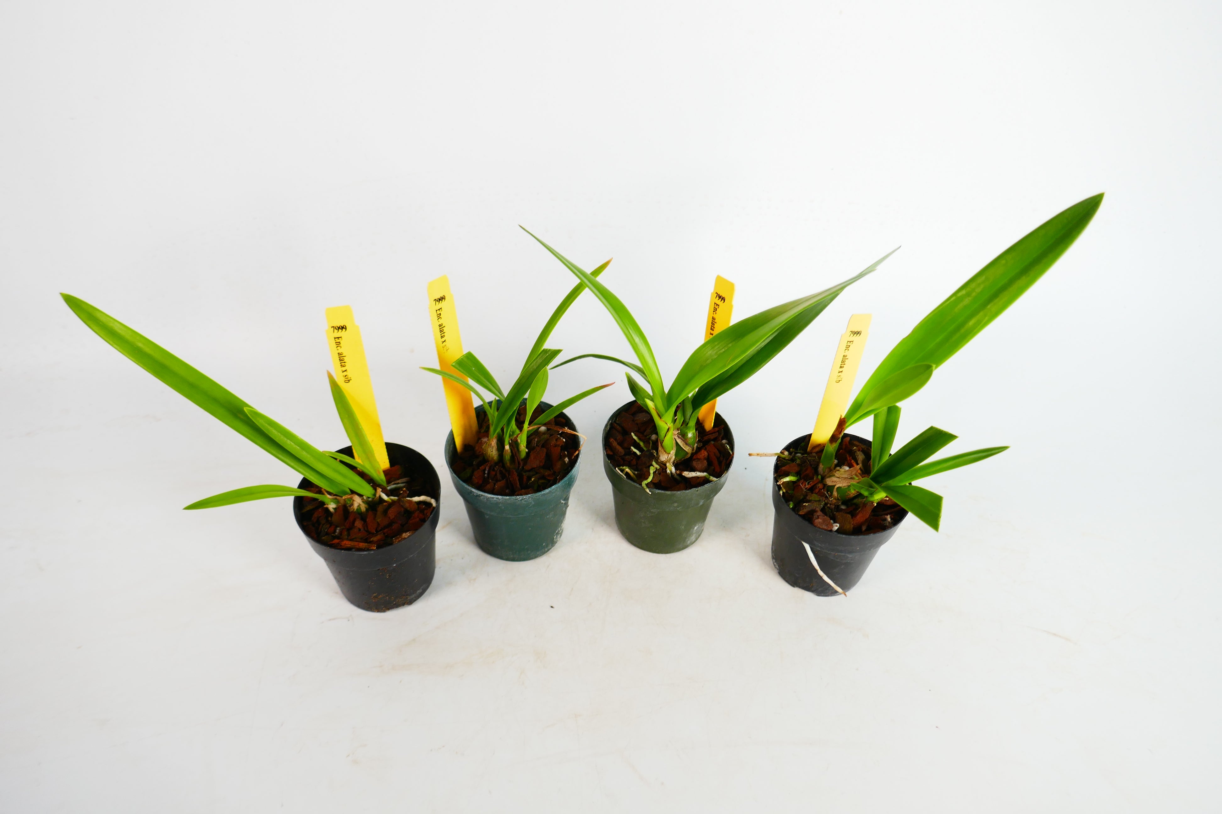 Aeribella ~ Buy Cattleya Orchids ~ Encyclia Alata X Sib