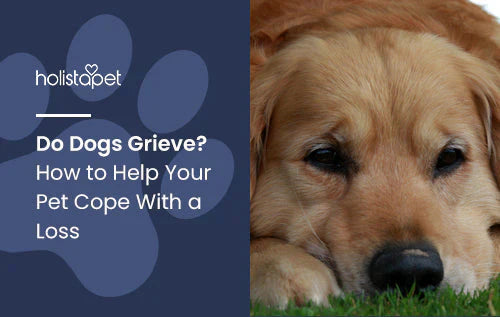 Do Dogs Grieve? How to Help Your Pet Cope With a Loss | Holistapet