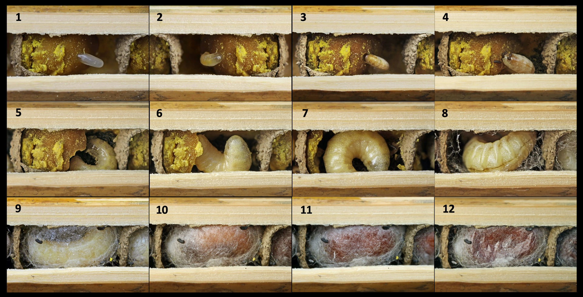 Mason Bee Edu Educator Modules Life Cycle Development And Reproduc